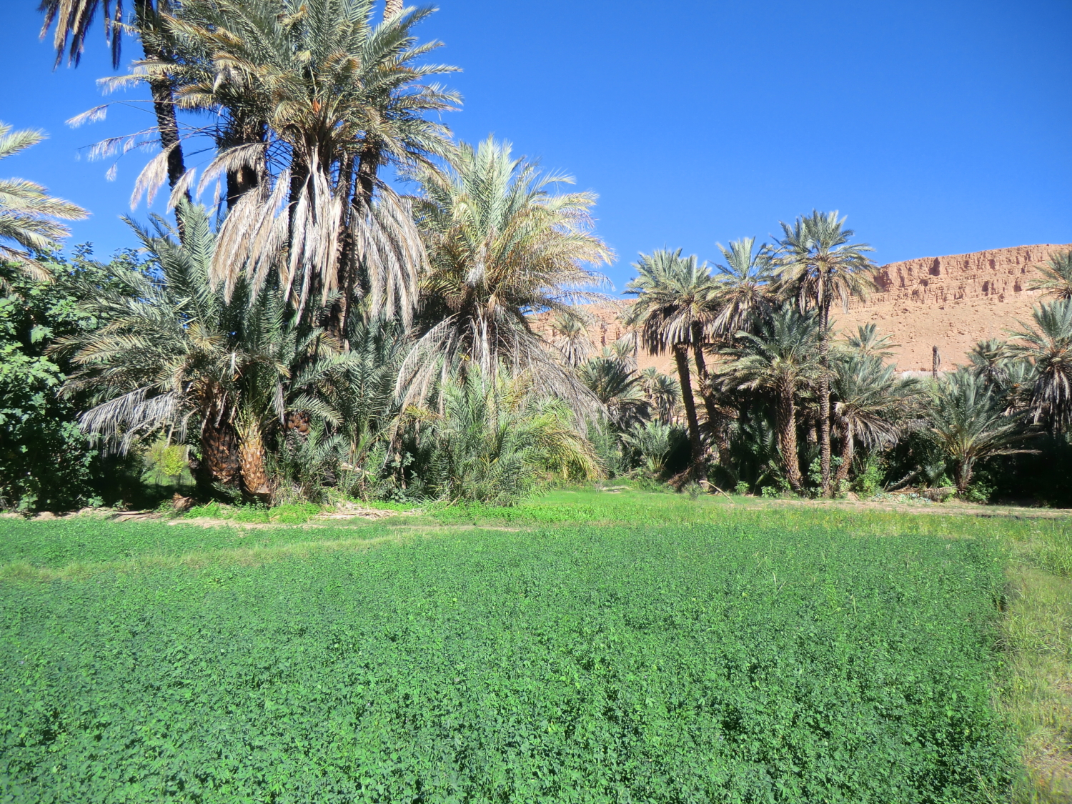 In Morocco, farmers’ organizations are taking charge of the ...