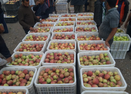 LES ARBORICULTEURS DE SIDI AYAD S’ORGANISENT POUR MIEUX VALORISER LEURS ...