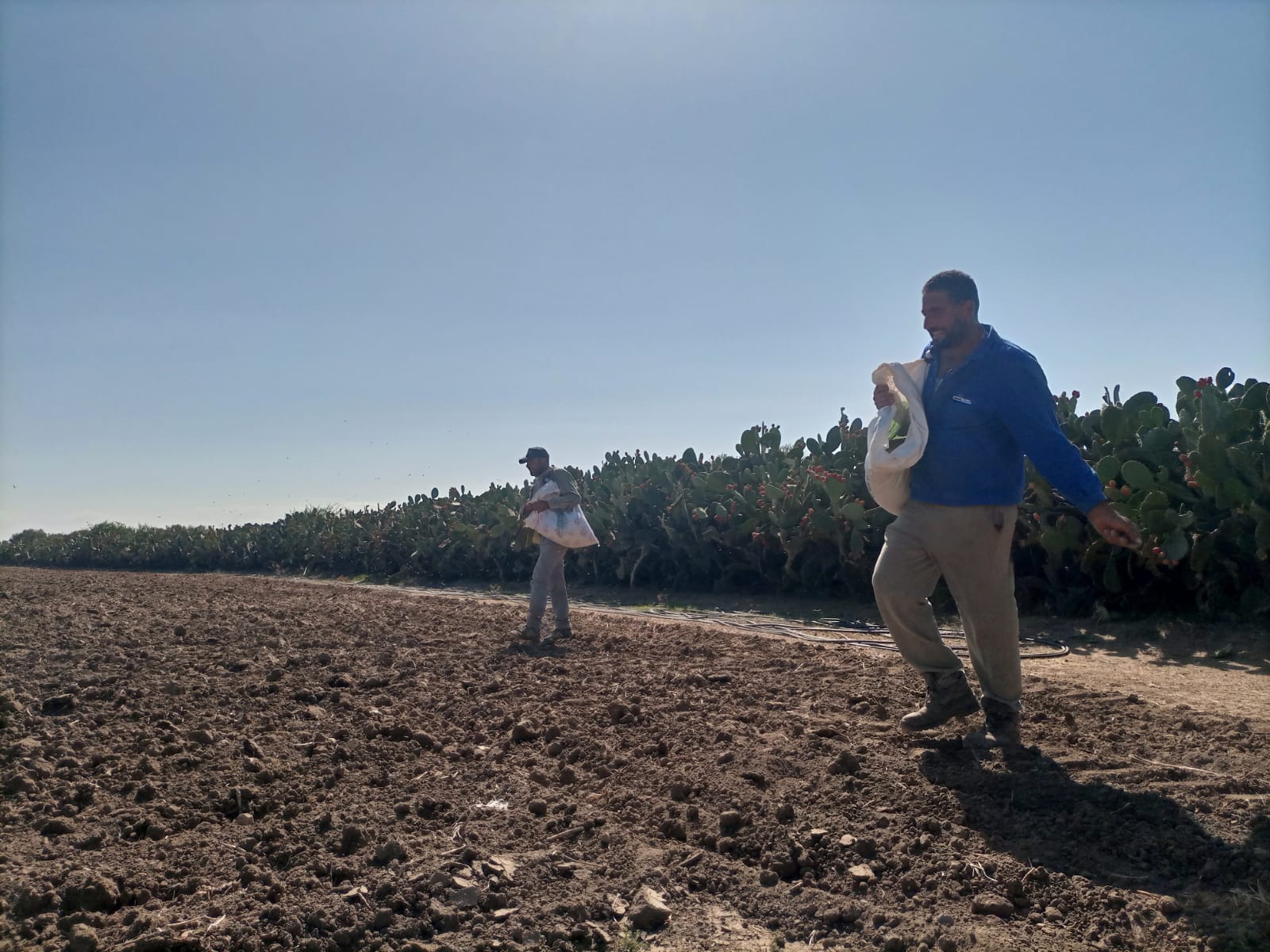 Producing fodder in-farm: a technical and economic advantage for ...